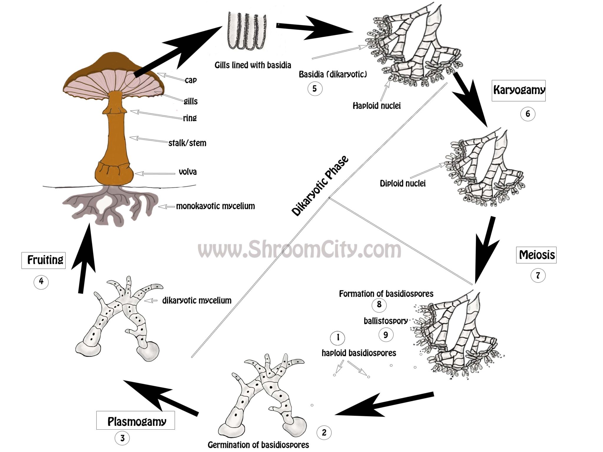 The Mushroom Life Cycle - Let's Grow Together!